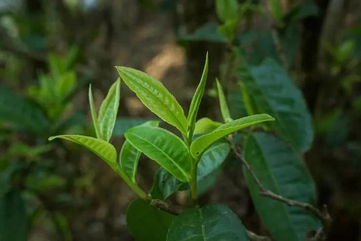 古树白茶属于什么茶图标