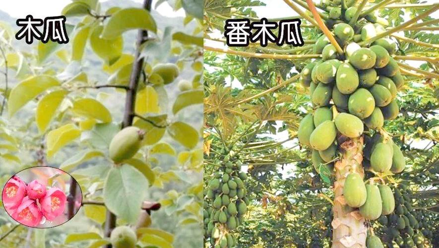 番木瓜与木瓜一样吗