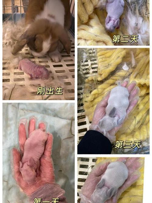 兔子生宝宝后怎么照顾截图