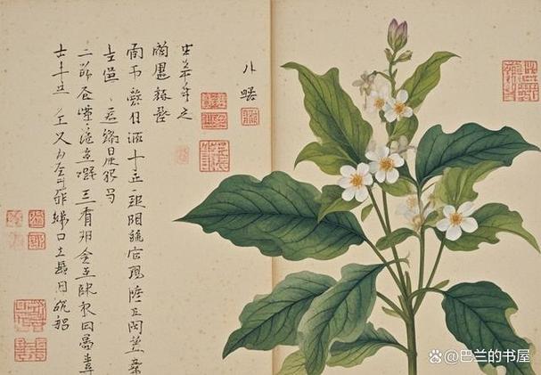 本草纲目简介图标