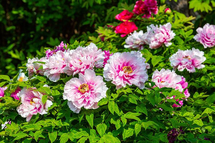 flower花官方下载图标