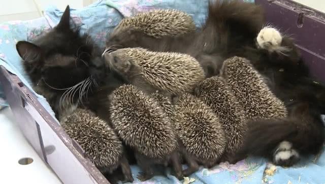 刺猬猫贴吧图标