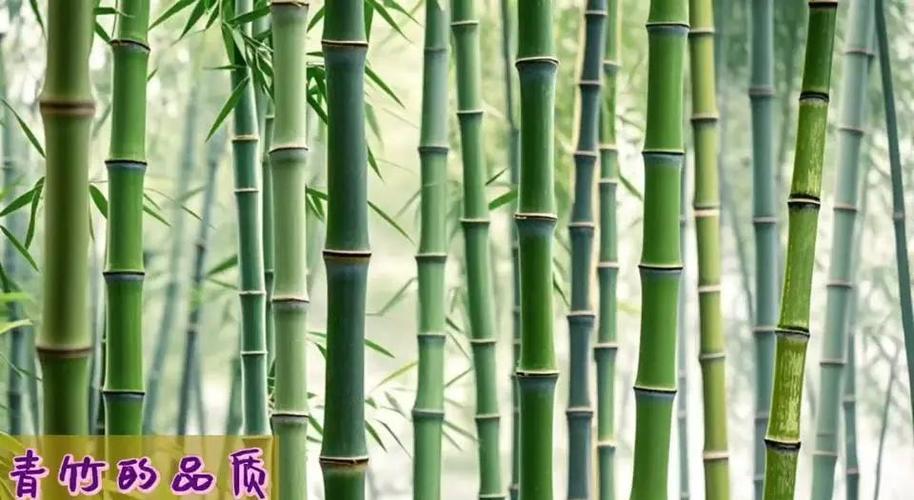 最坚硬的竹子是哪一种?图标