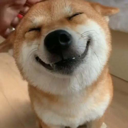 狗呲牙笑的表情包图标
