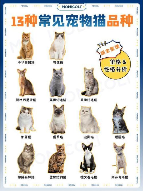 猫最重多少斤图标
