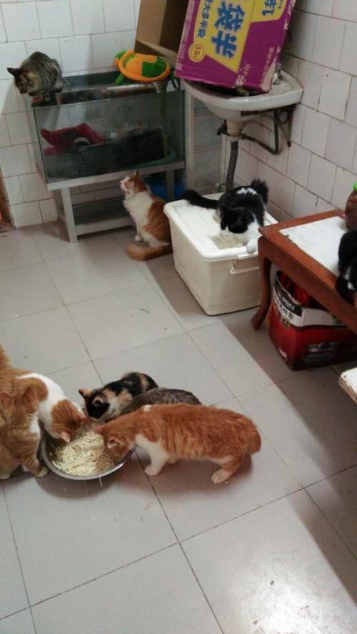 猫霸天下图标