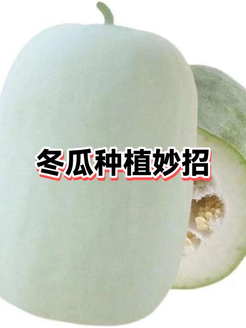 种冬瓜的方法和技术图标