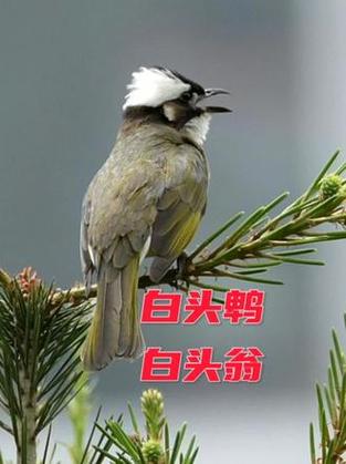 白头翁鸟最忌三种人截图
