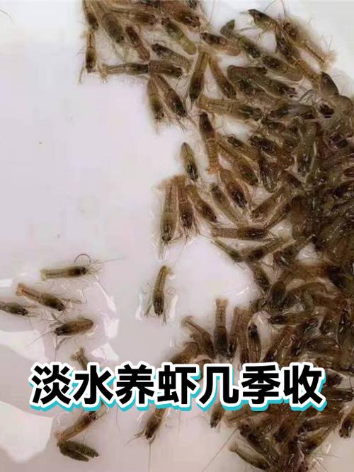 淡水养虾截图