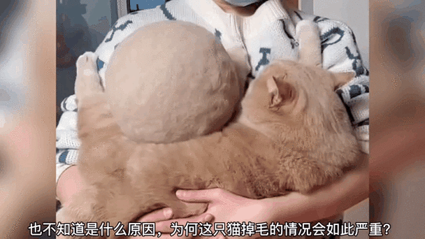 碎玉成欢by一根猫毛图标