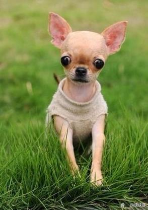小鹿犬多少钱一只小型正宗图标