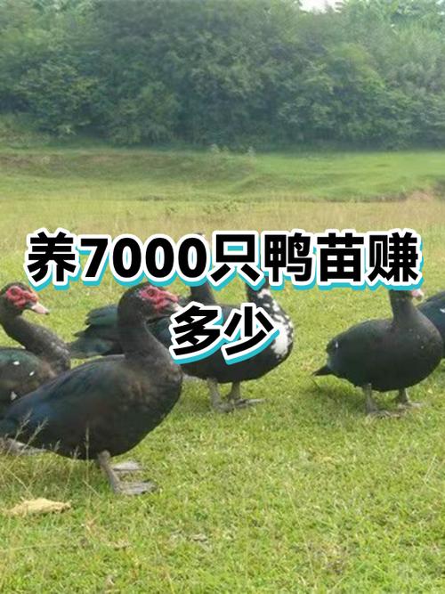 养鸭赚赚图标