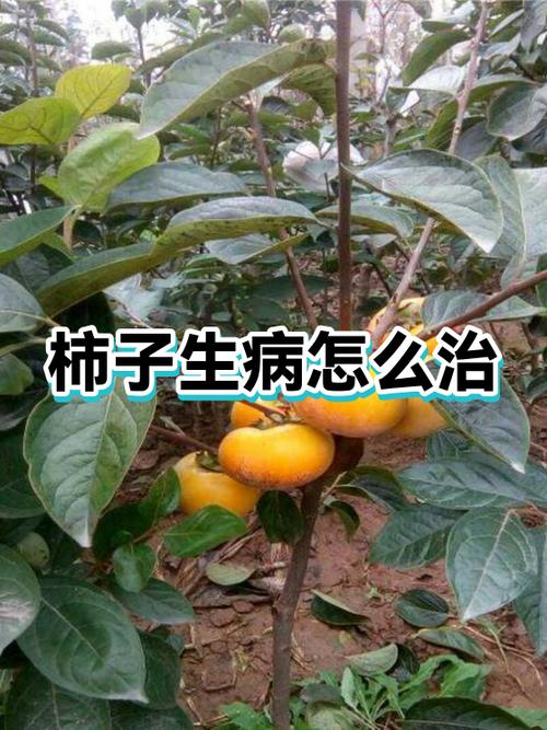 柿子的副作用和危害图标