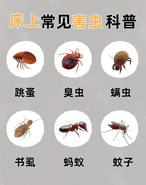 床上有虫子图标