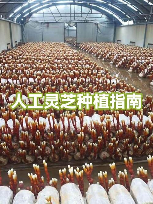 人工灵芝怎么种植图标