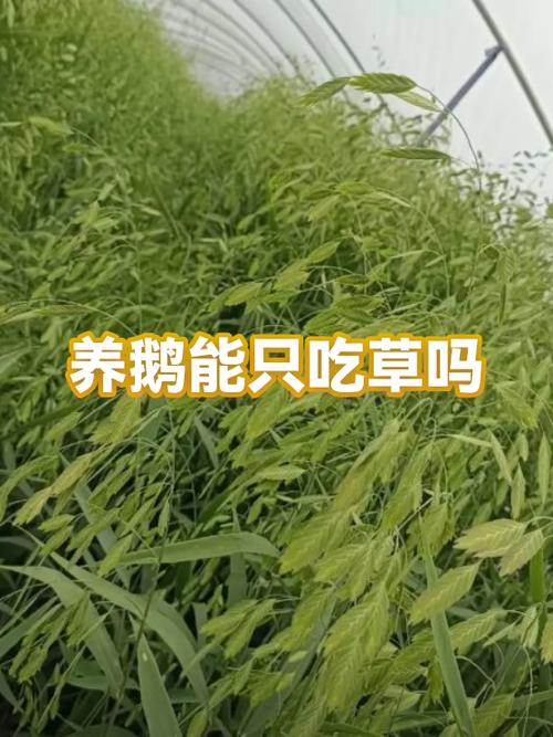 养鹅种什么草最快最好图标