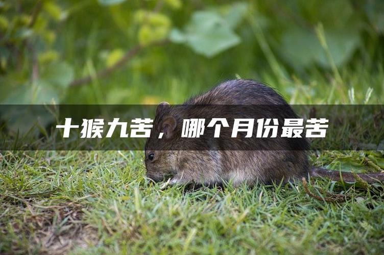 十猴九苦哪个月份最苦图标