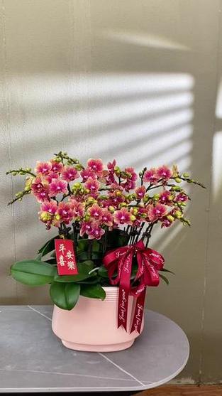 蝴蝶兰一年开几次花图标