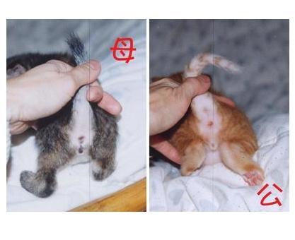 猫养一公一母好还是两只公的好图标