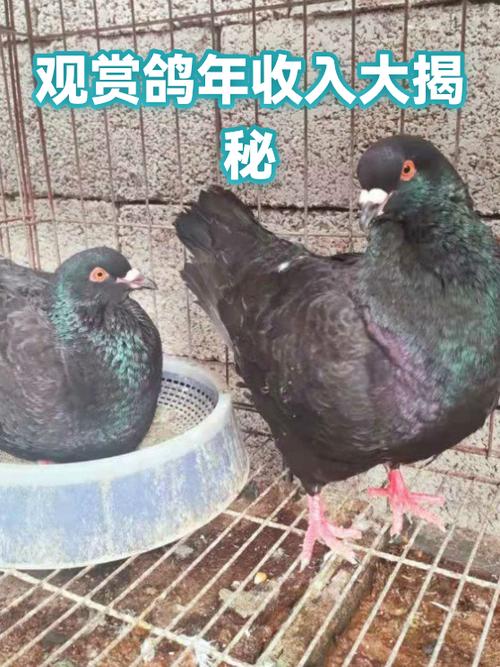 养50对鸽子一年收入图标