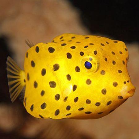 boxfish盒子鱼怎么样截图