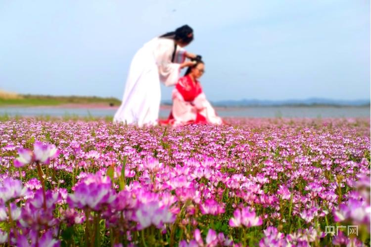 云好花赏图标