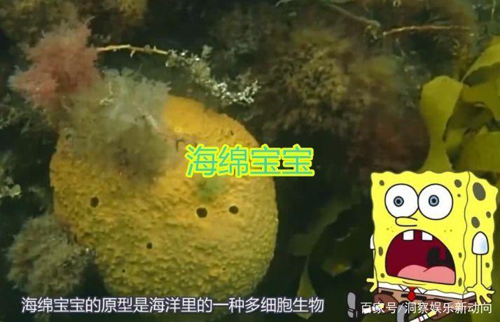 海绵宝宝是什么生物截图