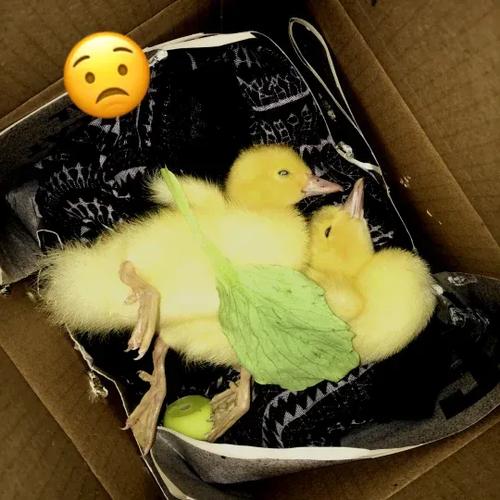 小黄鸭刚出生视频图标