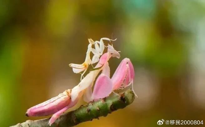 刺花螳螂vs魔花螳螂图标