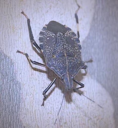 放屁虫视频