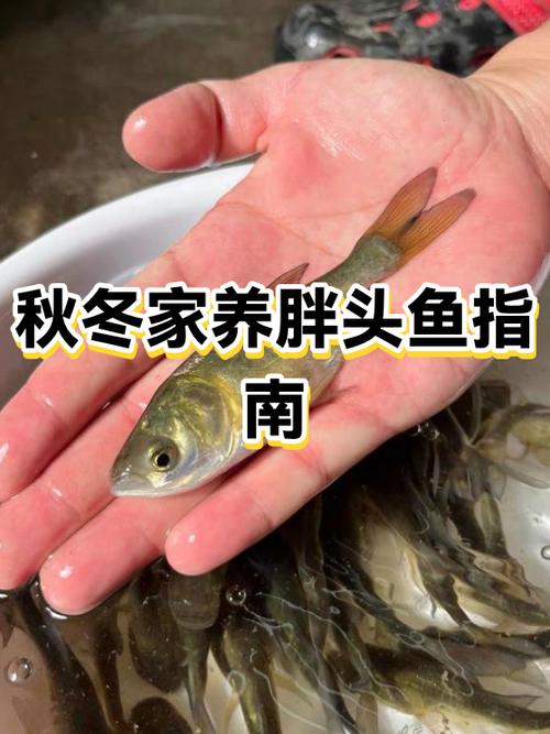 说别人胖头鱼什么意思图标