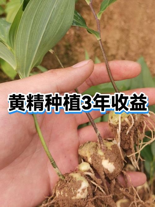 种植黃精一亩利润多少图标