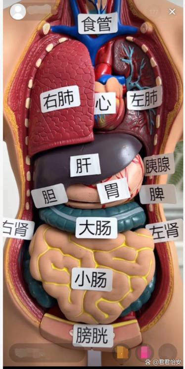 人体五脏六腑构图图标