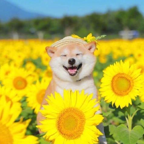 每天开心快乐图标