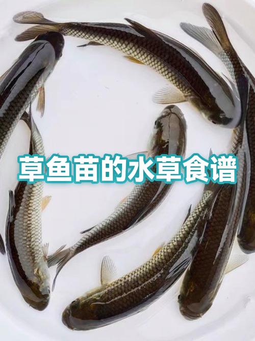 池塘有草鱼适合种什么水草