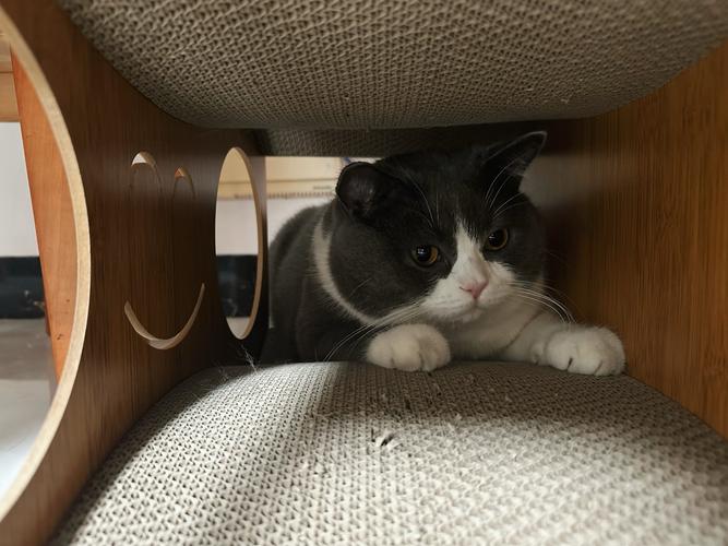 猫咪躲猫猫图标