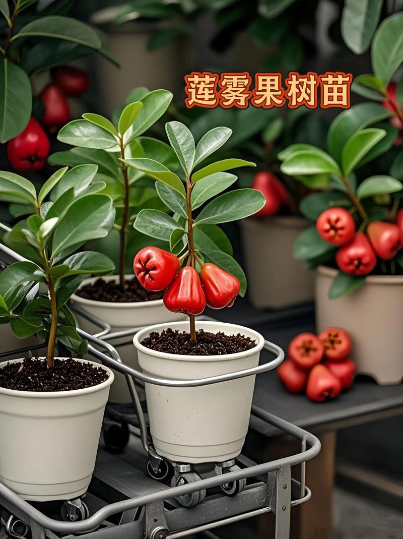 莲雾可以在北方盆栽吗