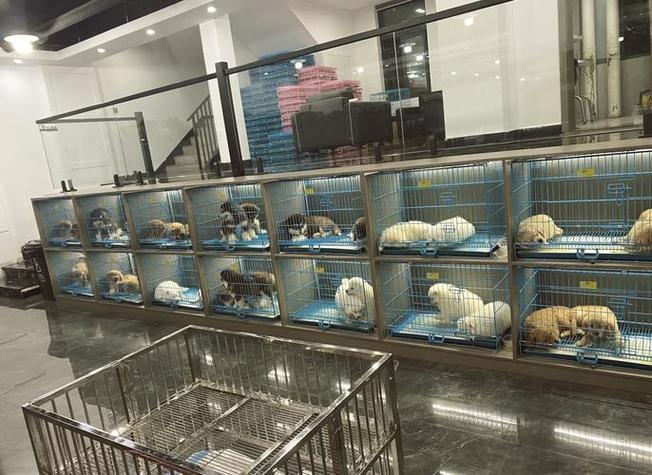 东莞东城宠物市场图标