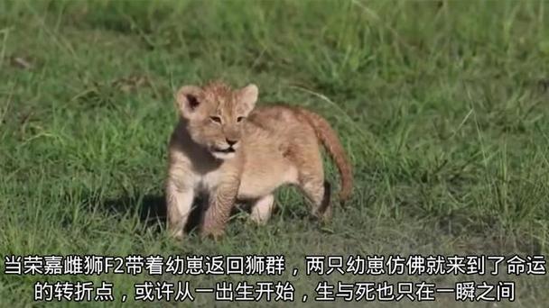 狮子为什么抛弃幼崽图标