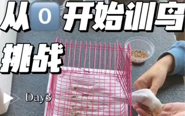训鸟教程从零开始