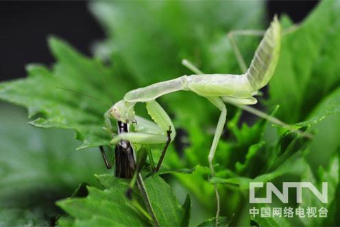 主角是螳螂的小说图标