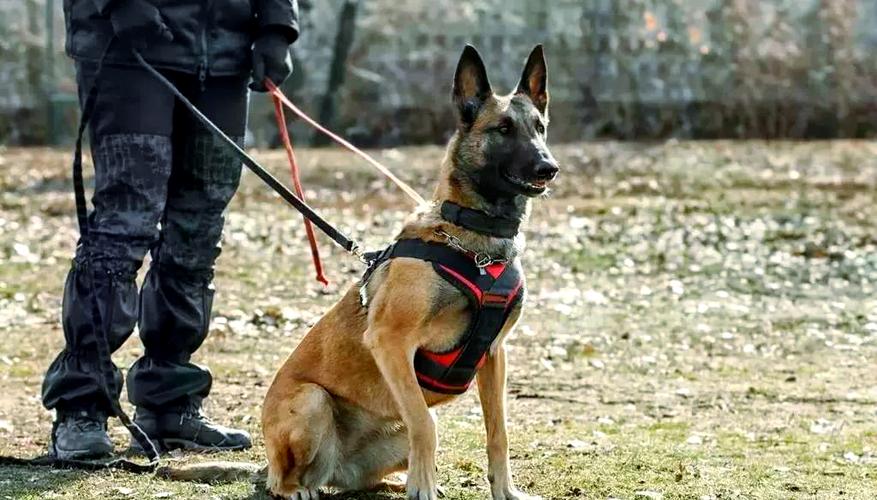 马犬视频图标