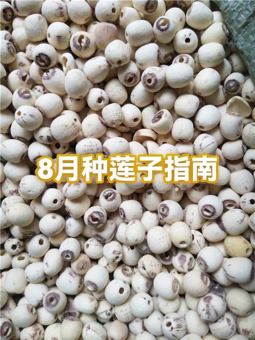 四种人不宜吃莲子图标