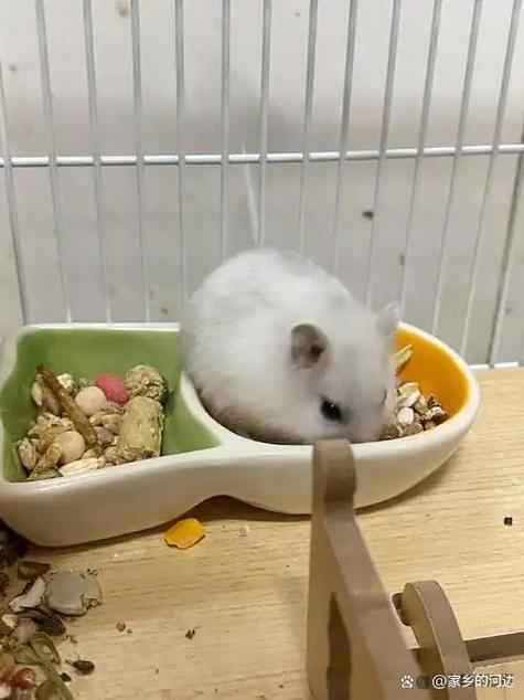 仓鼠多久不吃东西会饿死图标