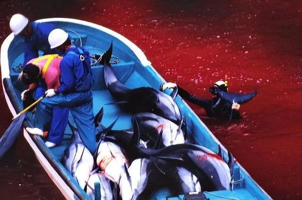 日本的海豚湾截图