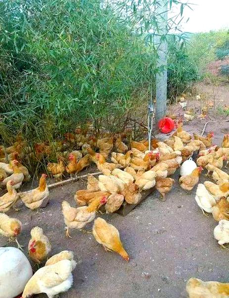 私养鸡截图
