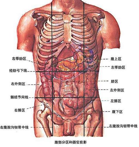 人体右下腹是什么器官图标