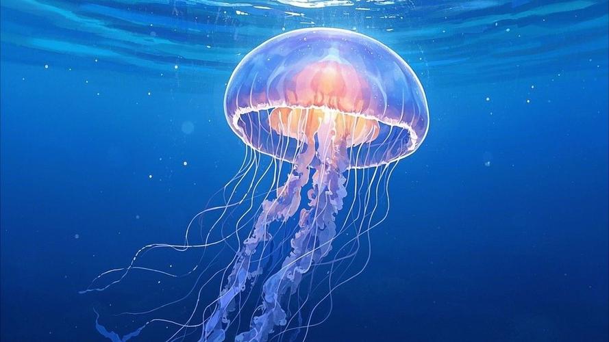 各种水母的视频截图