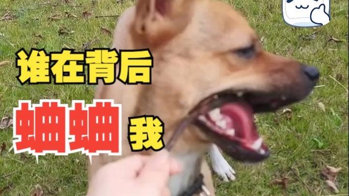 什么叫蛐蛐我图标