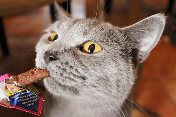 小猫咪吃什么食物最好图标